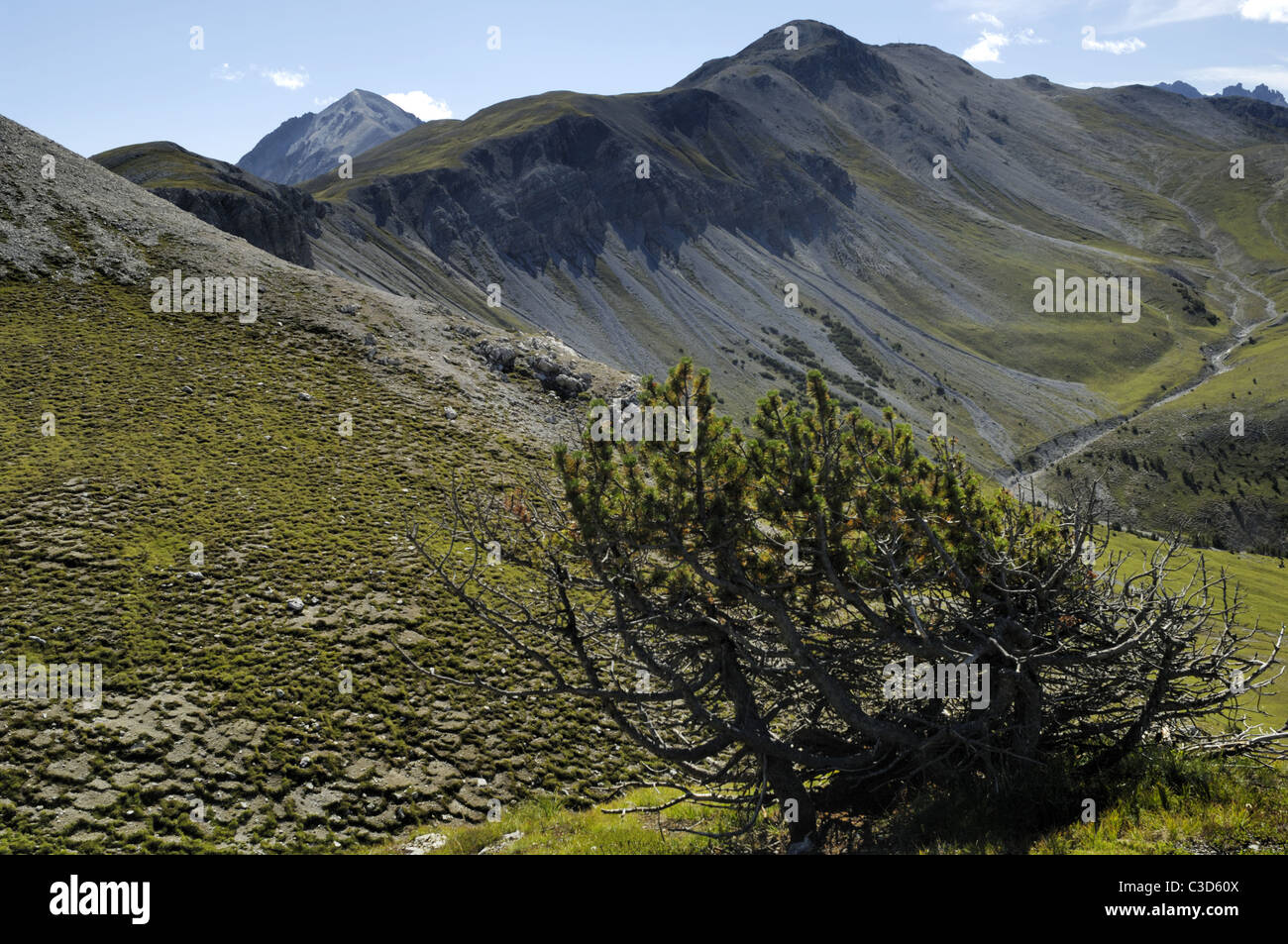 View on Munt La Schera, Swiss National Park Stock Photo - Alamy