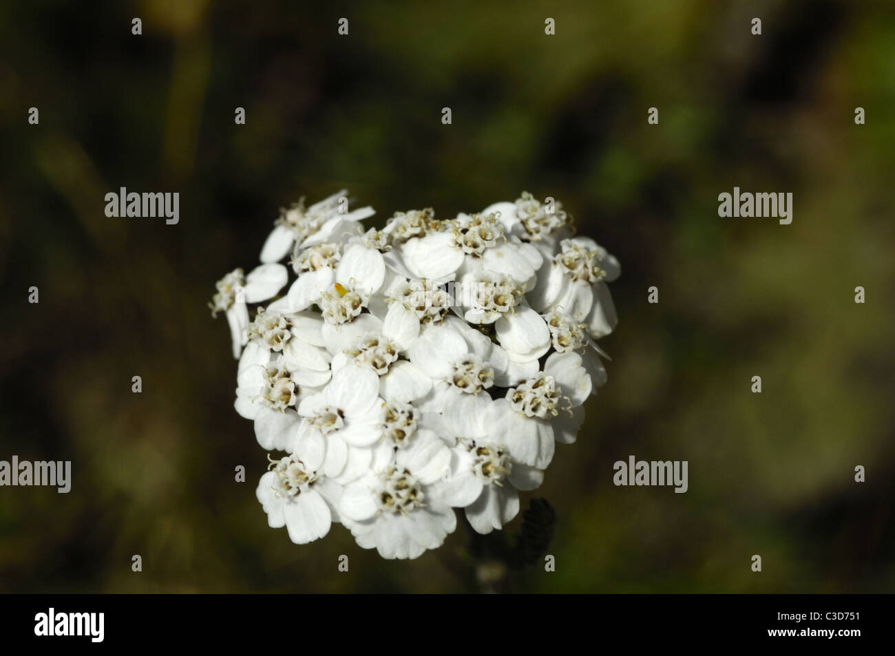 National Flower Of Switzerland High Resolution Stock Photography and ...