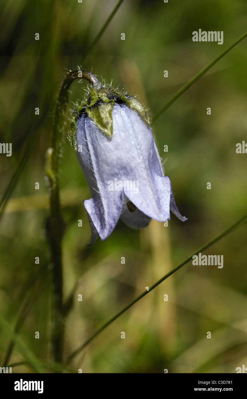 National flower of switzerland hi-res stock photography and images - Alamy