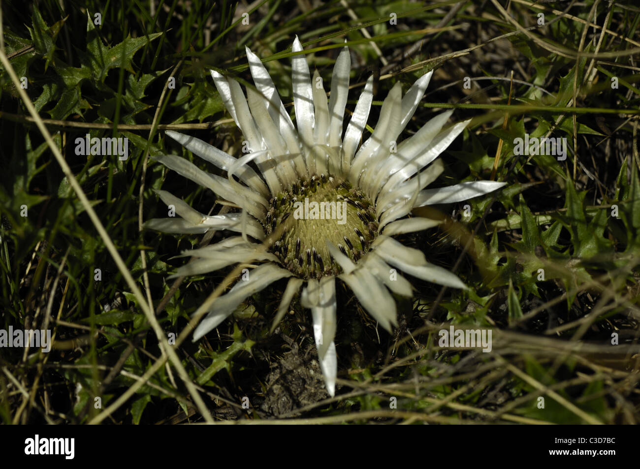 National flower of switzerland hi-res stock photography and images - Alamy
