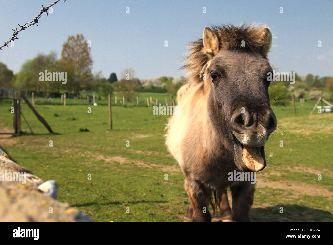 Laughing pony hi-res stock photography and images - Alamy
