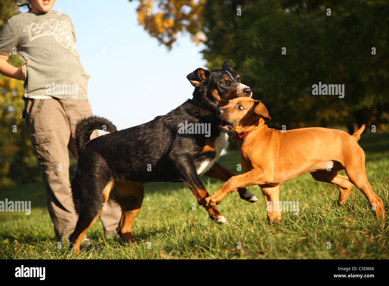 A dog owner and playing dogs Stock Photo - Alamy