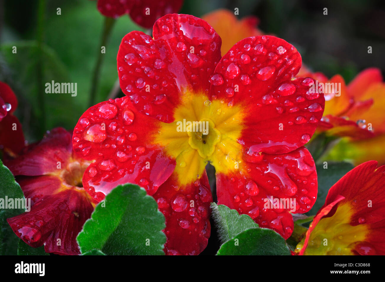 A red primula covered in raindrops Spring UK Stock Photo - Alamy