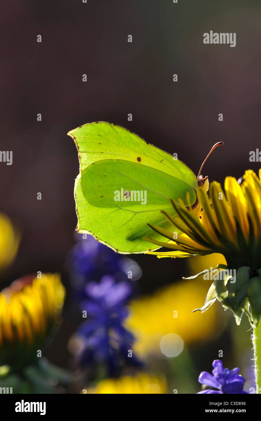Yellow butterfly brimstone sulphur hi-res stock photography and images ...
