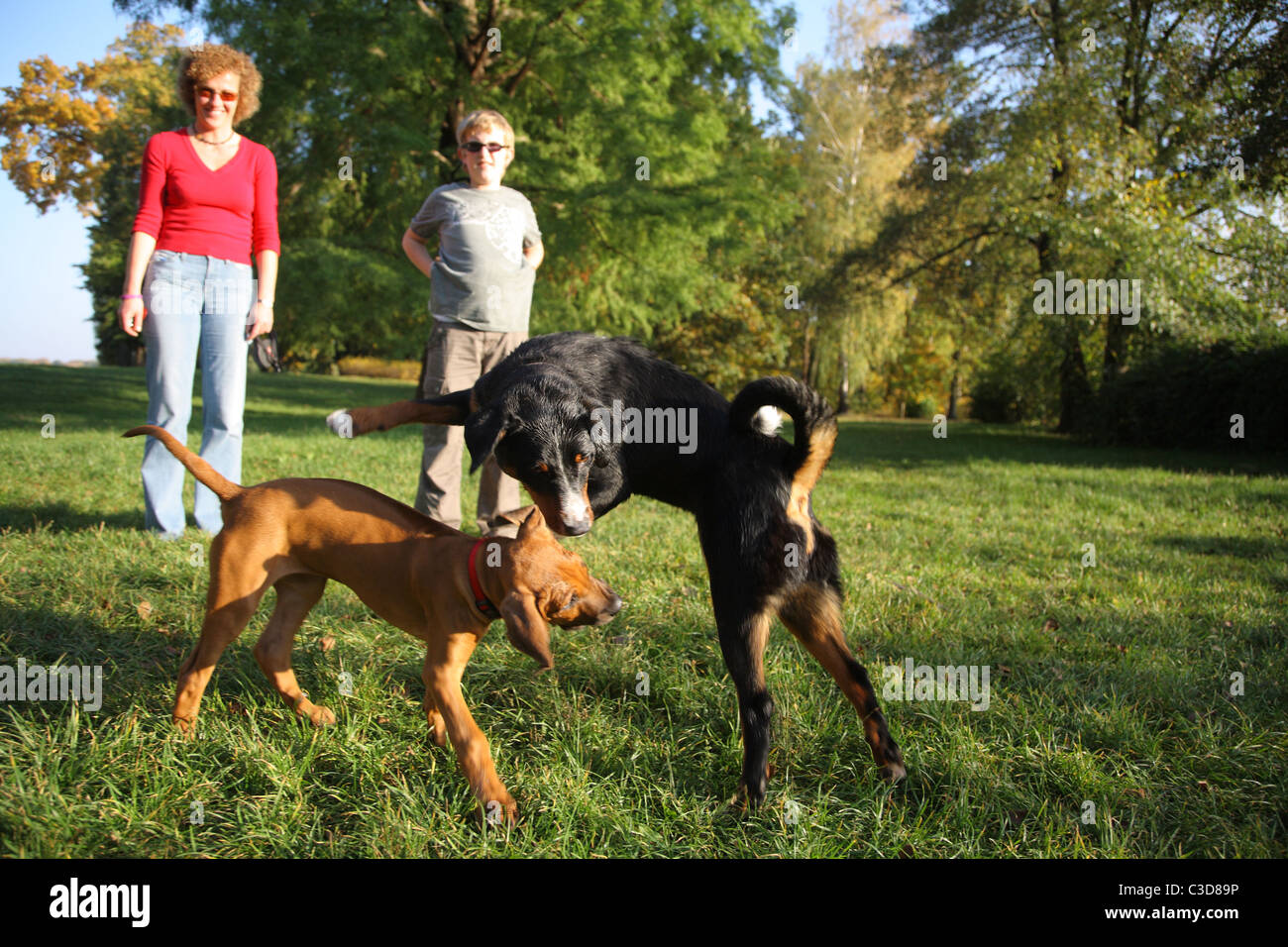 Dog owners and playing dogs Stock Photo - Alamy