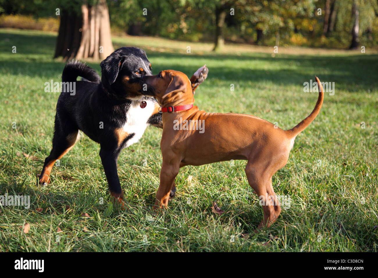 Rhodesian Ridgeback Cross Rottweiler