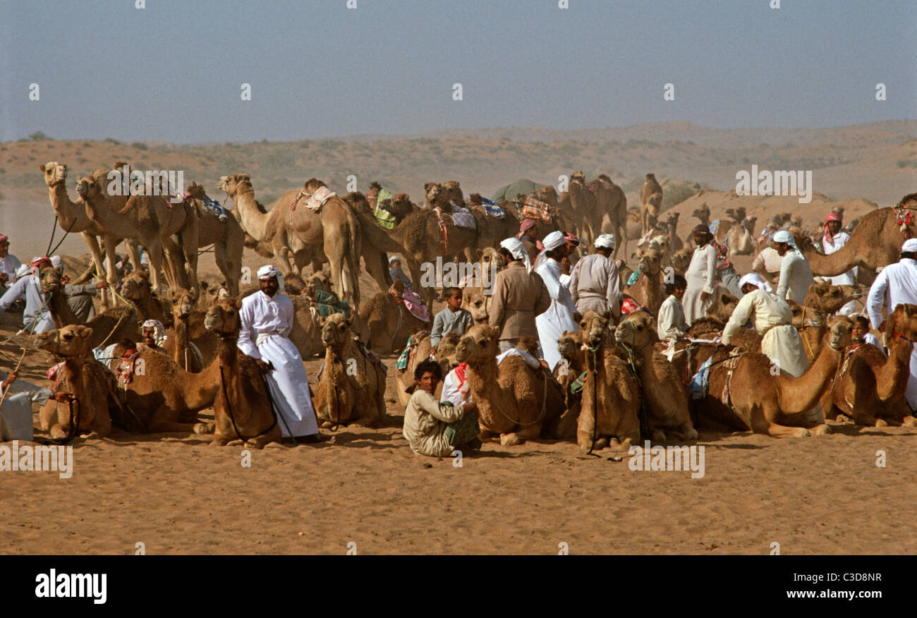 Preparing for Camel Racing, Dubai, United Arab Emirates, UAE Stock ...