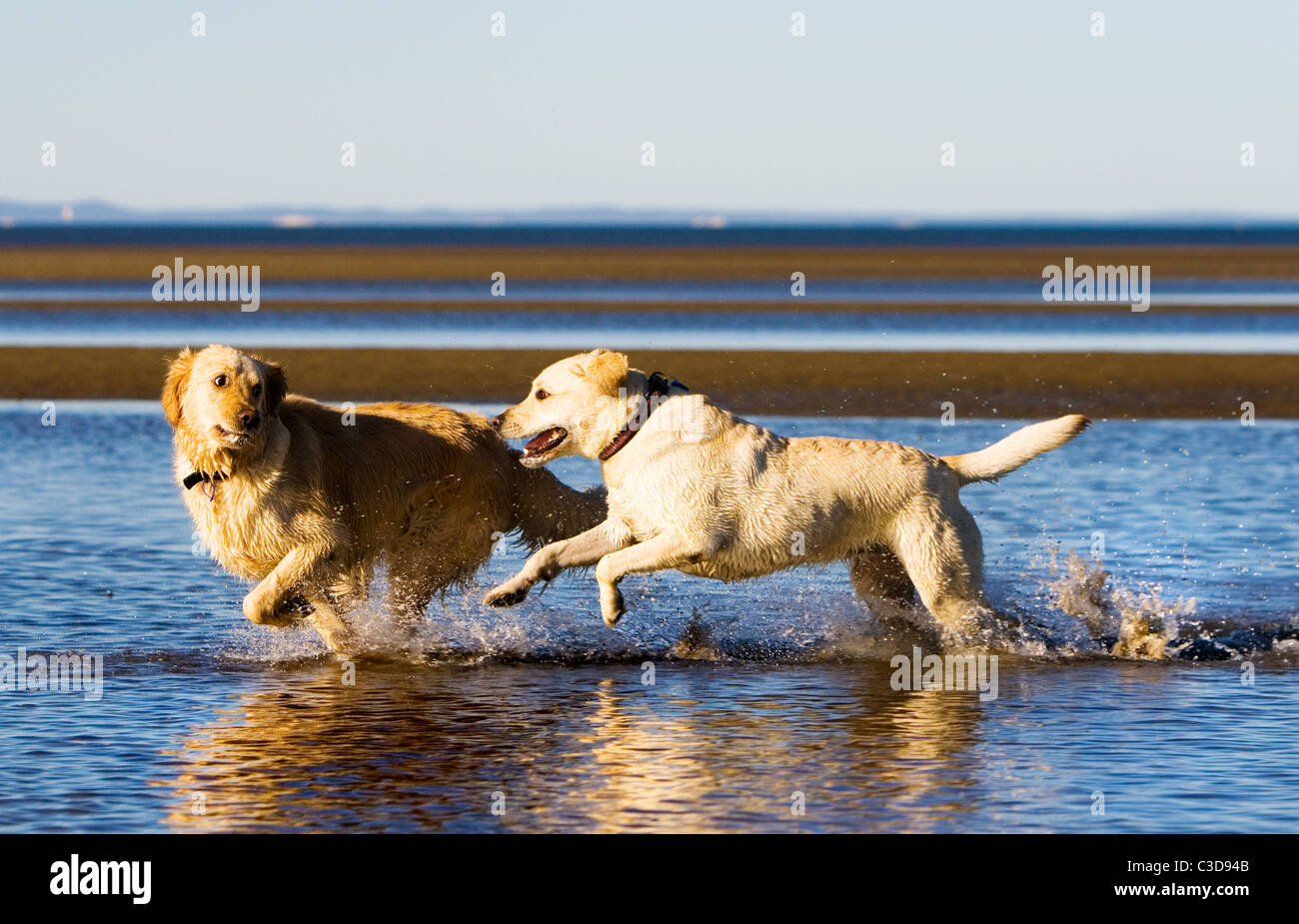 Golden retriever and labrador running on the beach Stock Photo - Alamy