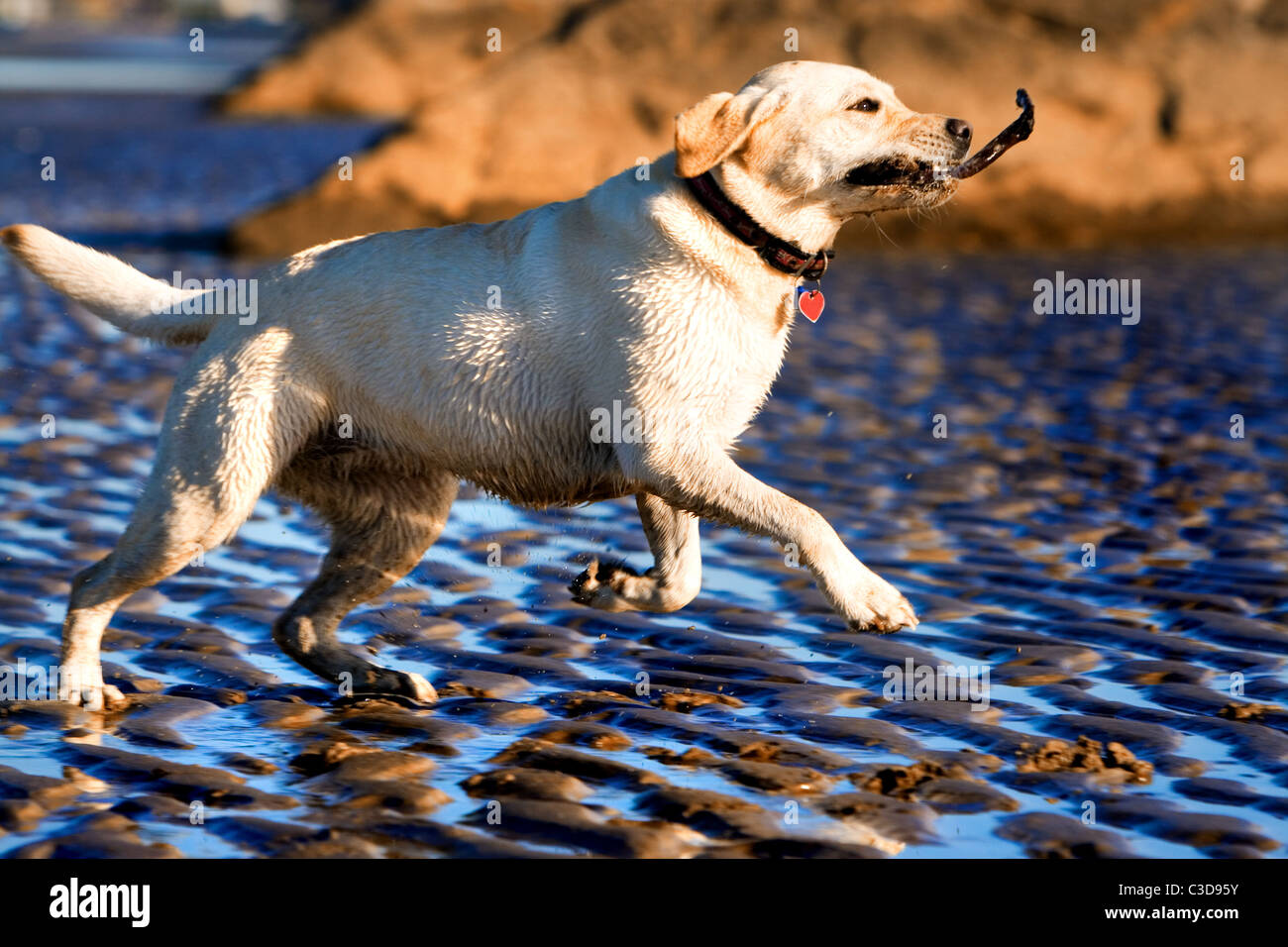 Labrador dog stick on beach hi-res stock photography and images - Alamy