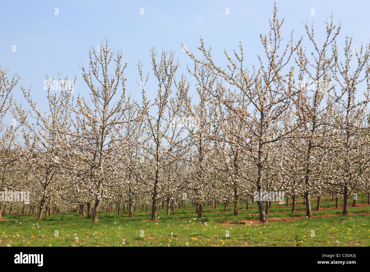 English orchard spring hi-res stock photography and images - Alamy