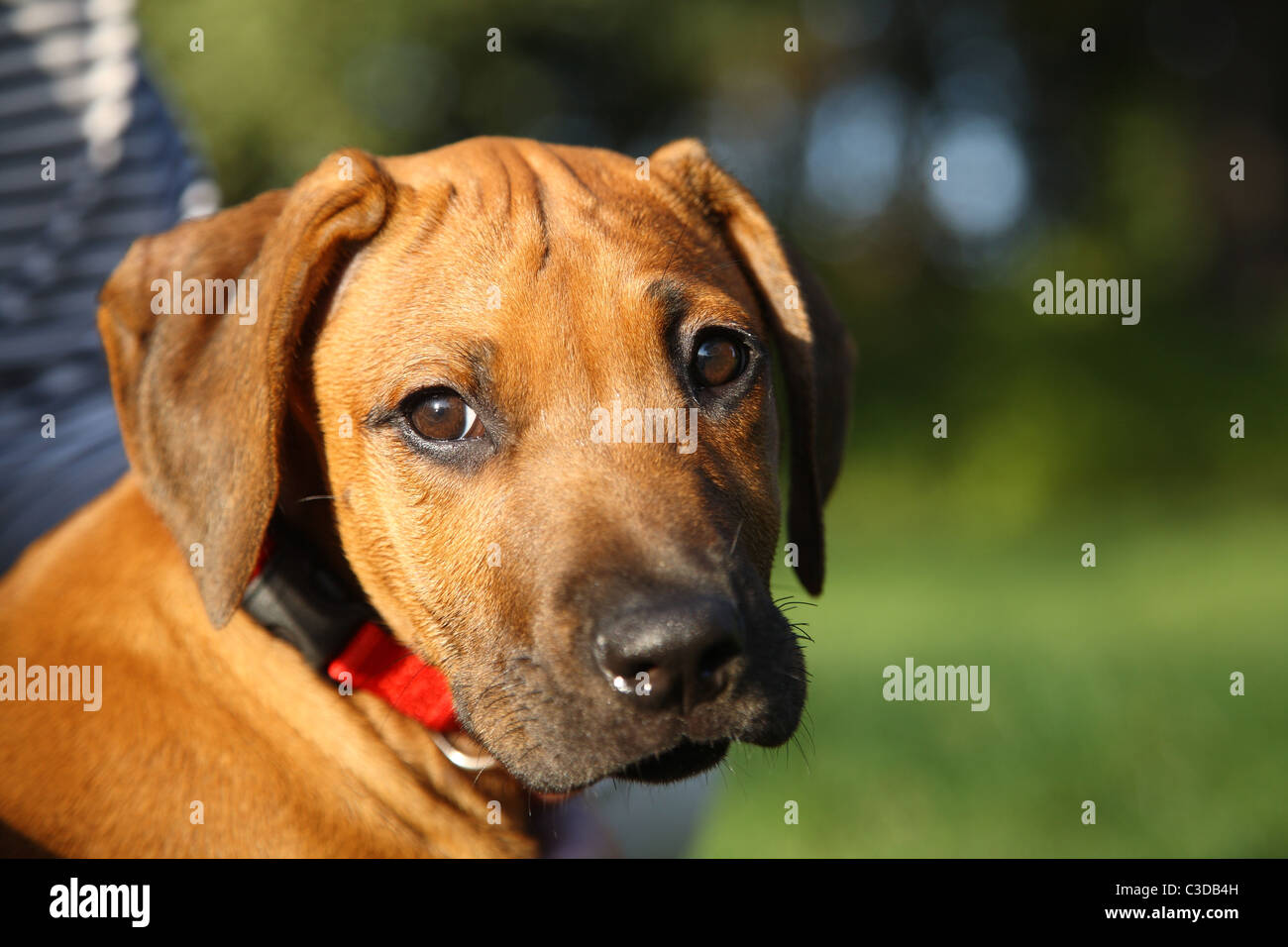 Rhodesian ridgeback nose hi-res stock photography and images - Alamy