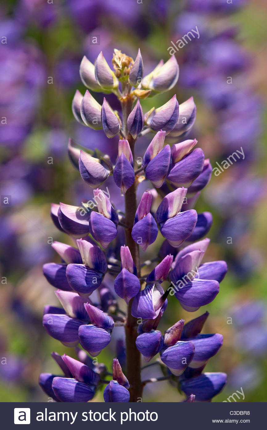 Lupines High Resolution Stock Photography and Images - Alamy