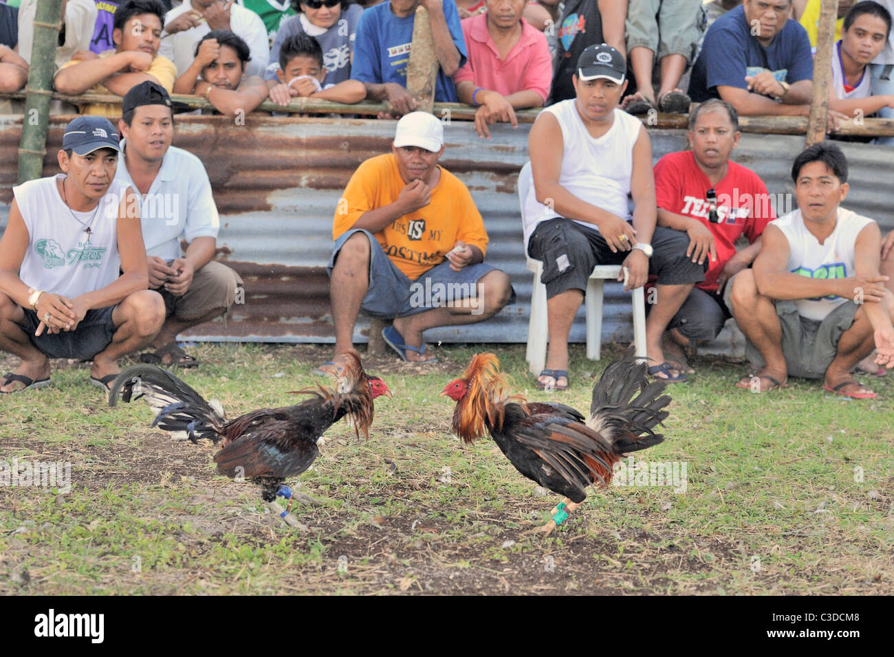 Two roosters facing off during a cockfight Stock Photo - Alamy