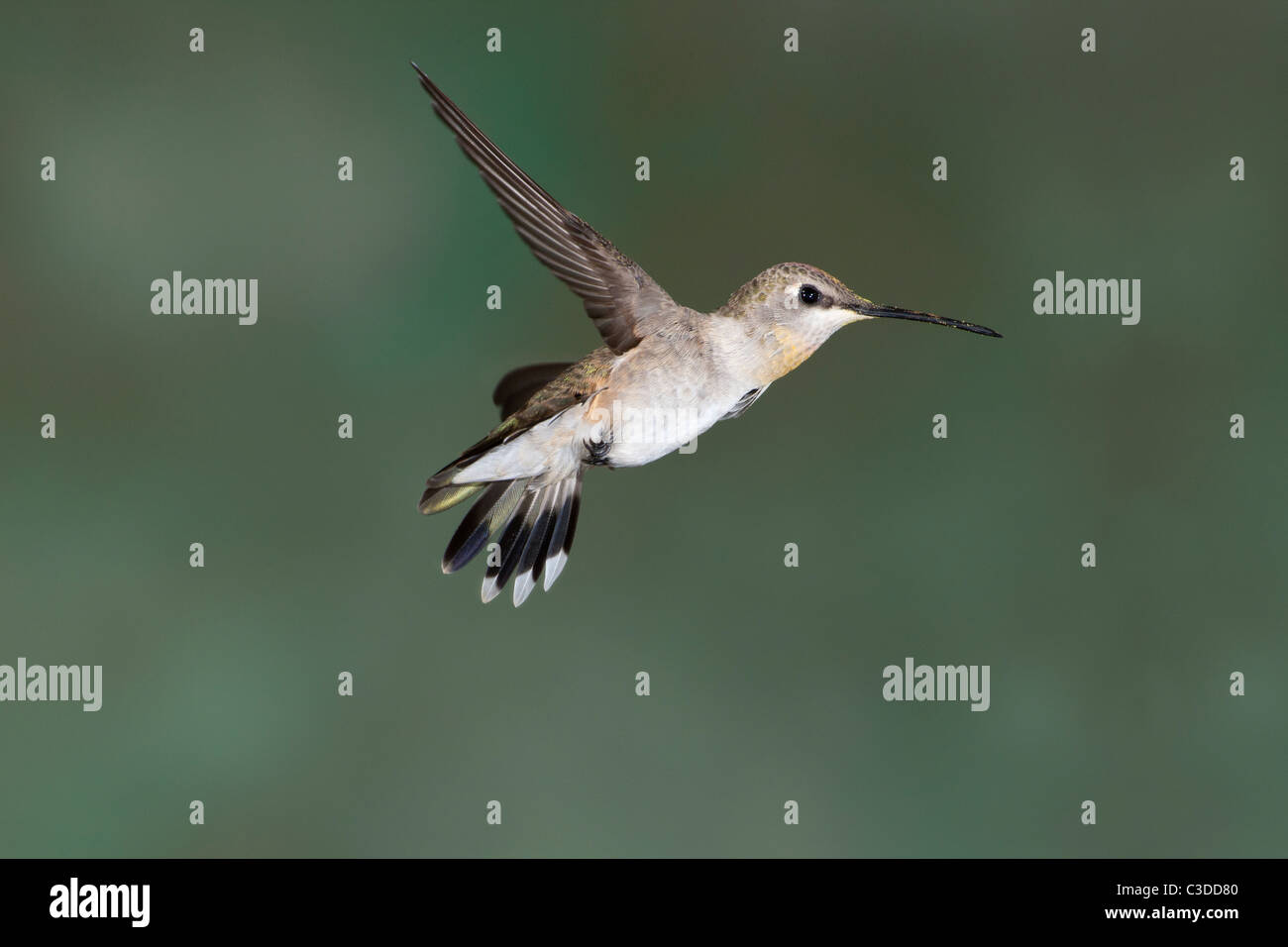 Female Calliope Hummingbird Hovering in Flight Stock Photo - Alamy