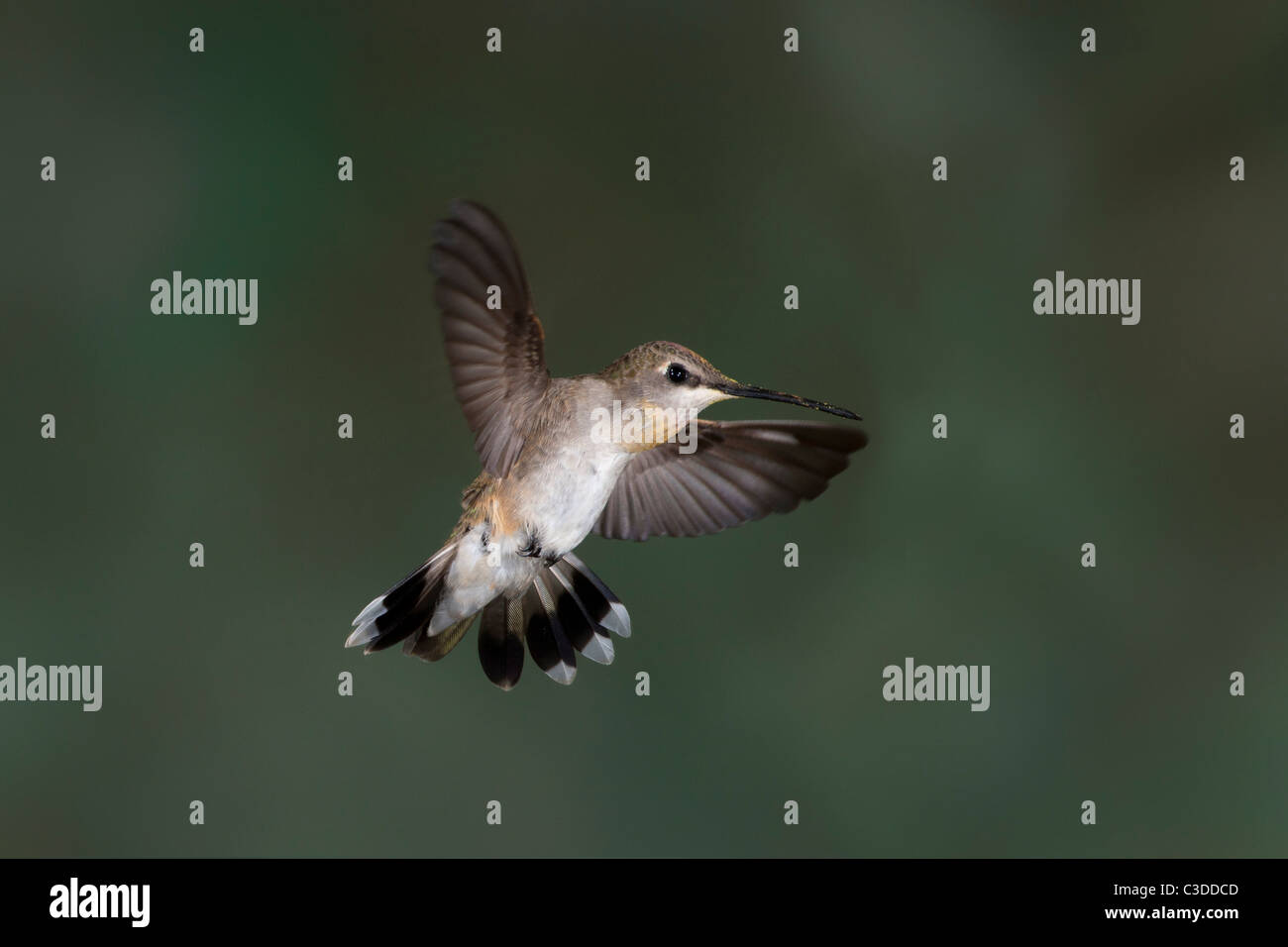 Female Calliope Hummingbird Hovering in Flight Stock Photo - Alamy