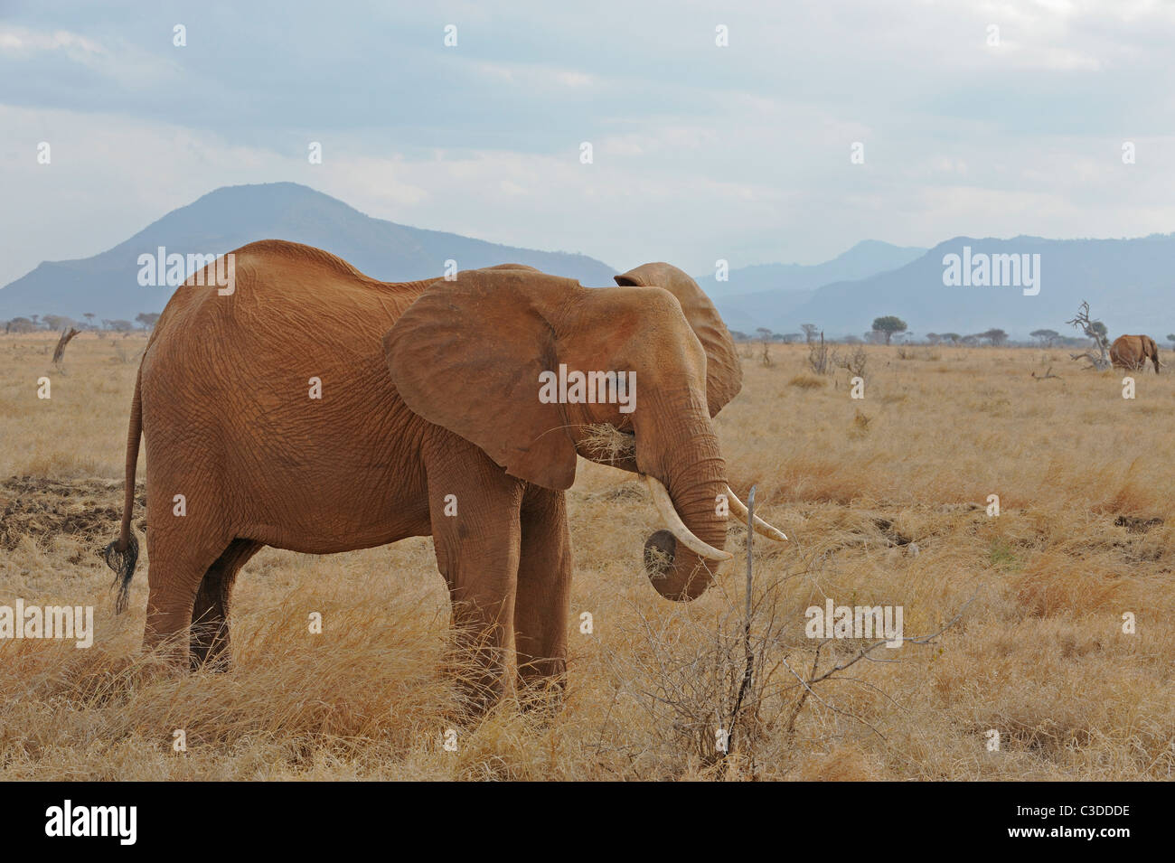 African elephant in Tsavo (East) national park, Kenya Stock Photo - Alamy