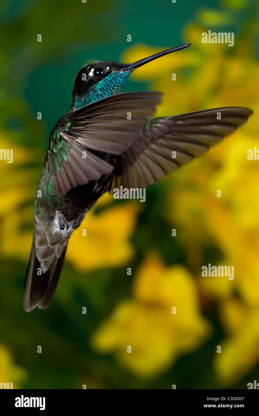 Male Magnificent Hummingbird Hovering in the Air Stock Photo - Alamy