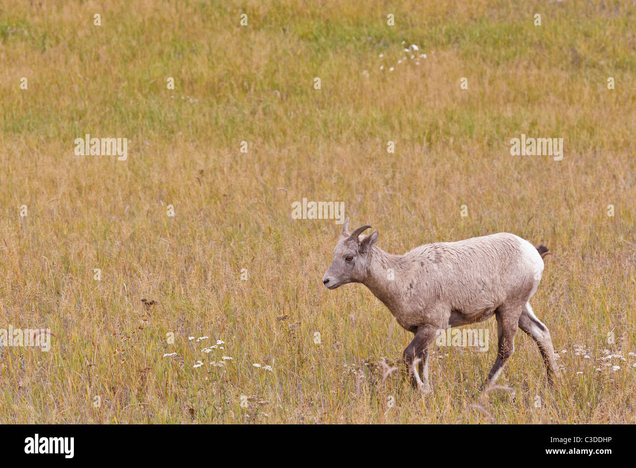 Bighorn sheep, ovis canadensis in Jasper National Park, Alberta, Canada ...