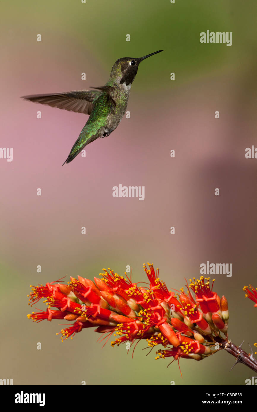 Male Allen's Hummingbird Flying over Blooming Ocotillo Stock Photo - Alamy
