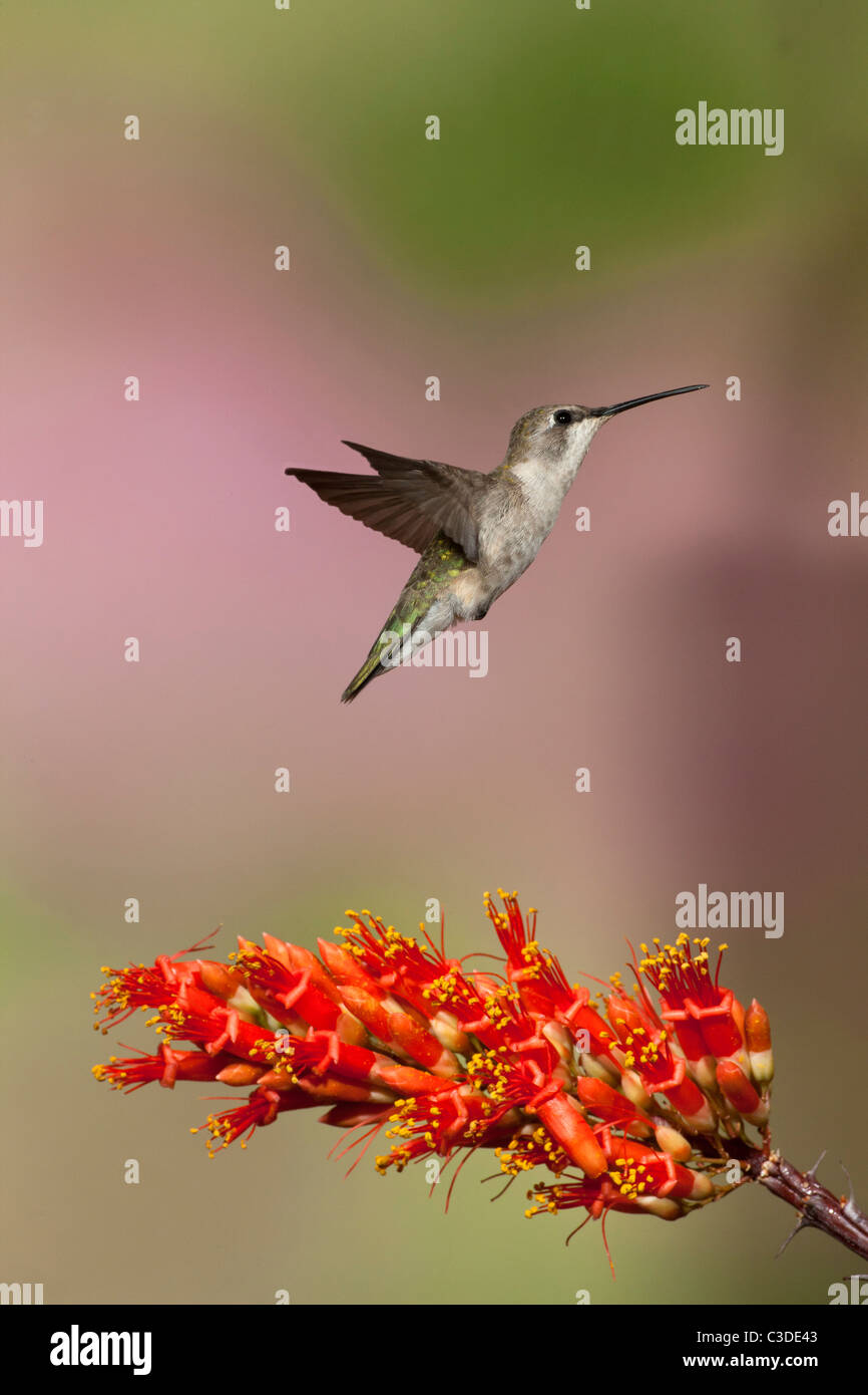 Female Allen's Hummingbird Flying over Blooming Ocotillo Stock Photo ...