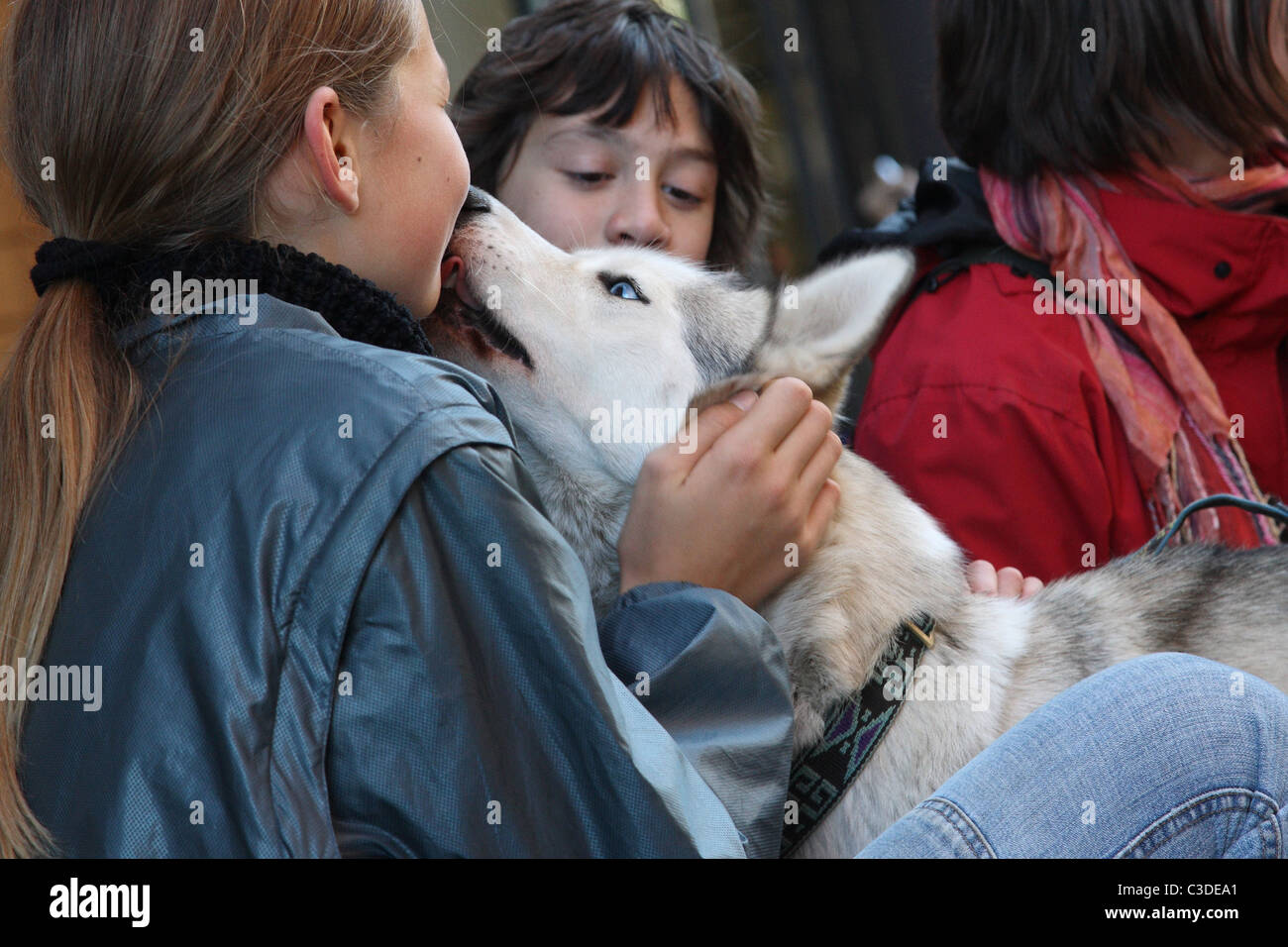 Children playing with a Husky dog Stock Photo - Alamy