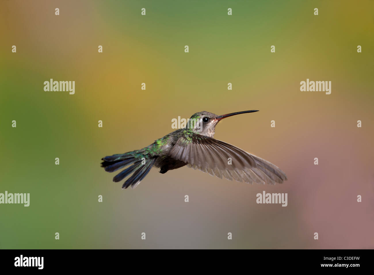 Broad-billed Hummingbird Female Flying, Hovering Stock Photo - Alamy