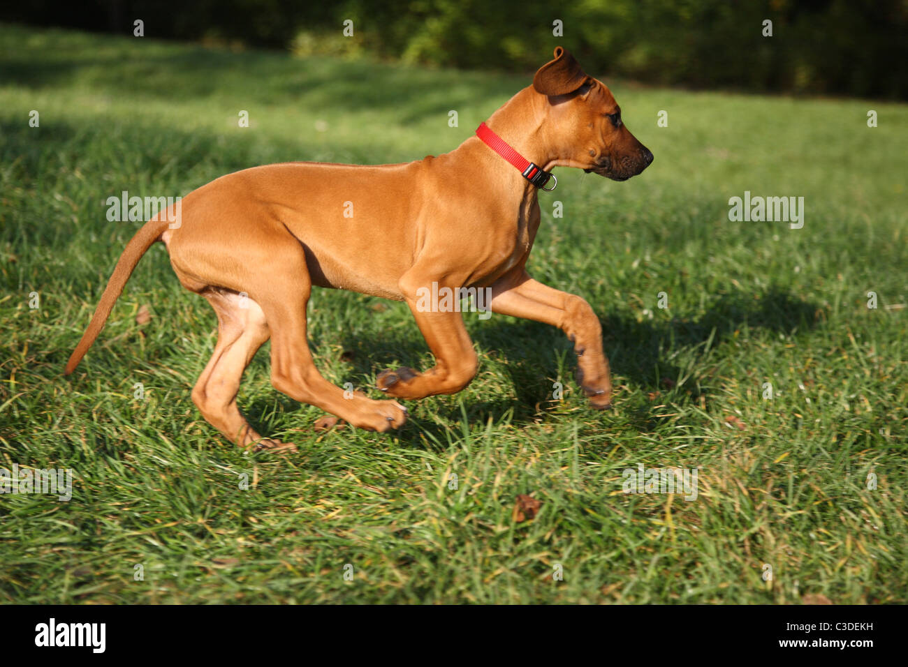 A Ridgeback puppy Stock Photo - Alamy