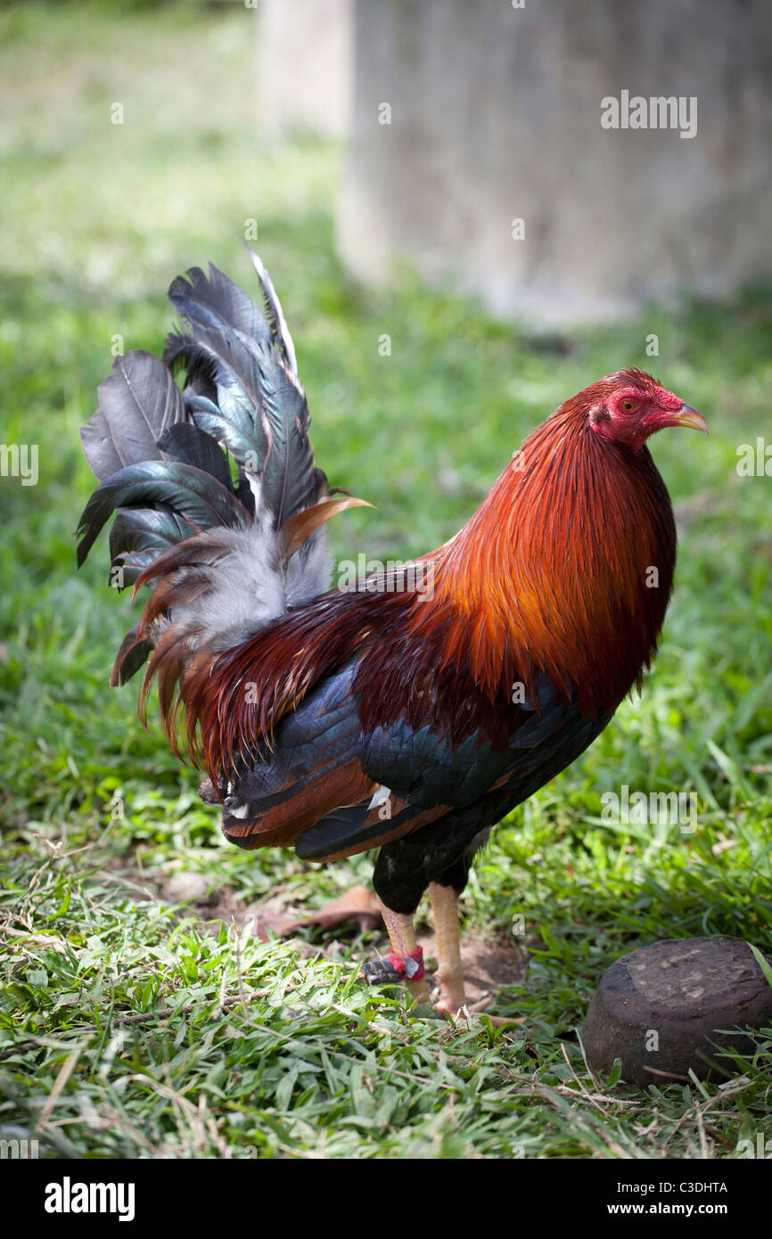A cockerel stands proudly seemingly stripped of his points and wattle ...