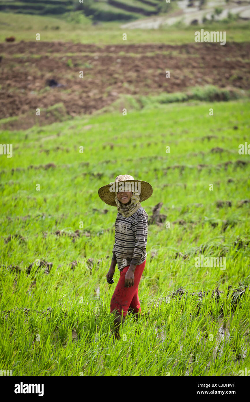 Young girl working in a rice field with smile. Philippines, Asia Stock ...