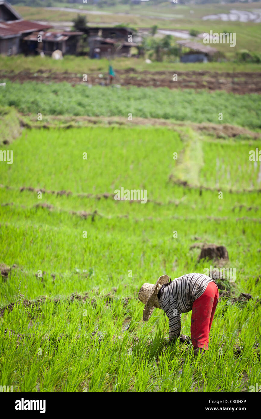 Young girl working in a rice field . Philippines, Asia Stock Photo - Alamy