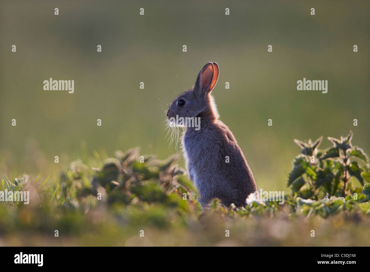 European rabbit (Oryctolagus cuniculus) young standing up on back legs ...