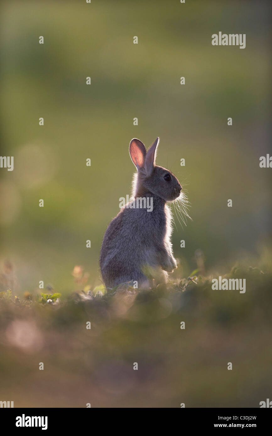 Grazing young rabbit hi-res stock photography and images - Alamy