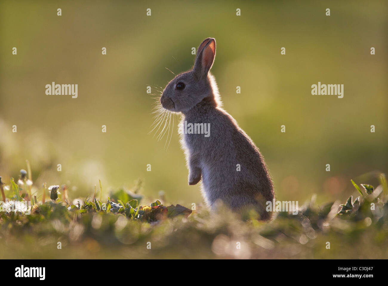 European rabbit (Oryctolagus cuniculus) young standing up on back legs ...