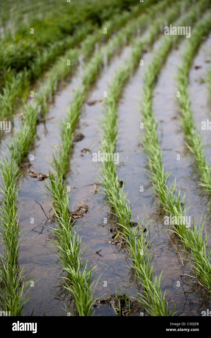 a rice crop perfectly sowed in rows .Asia Stock Photo - Alamy