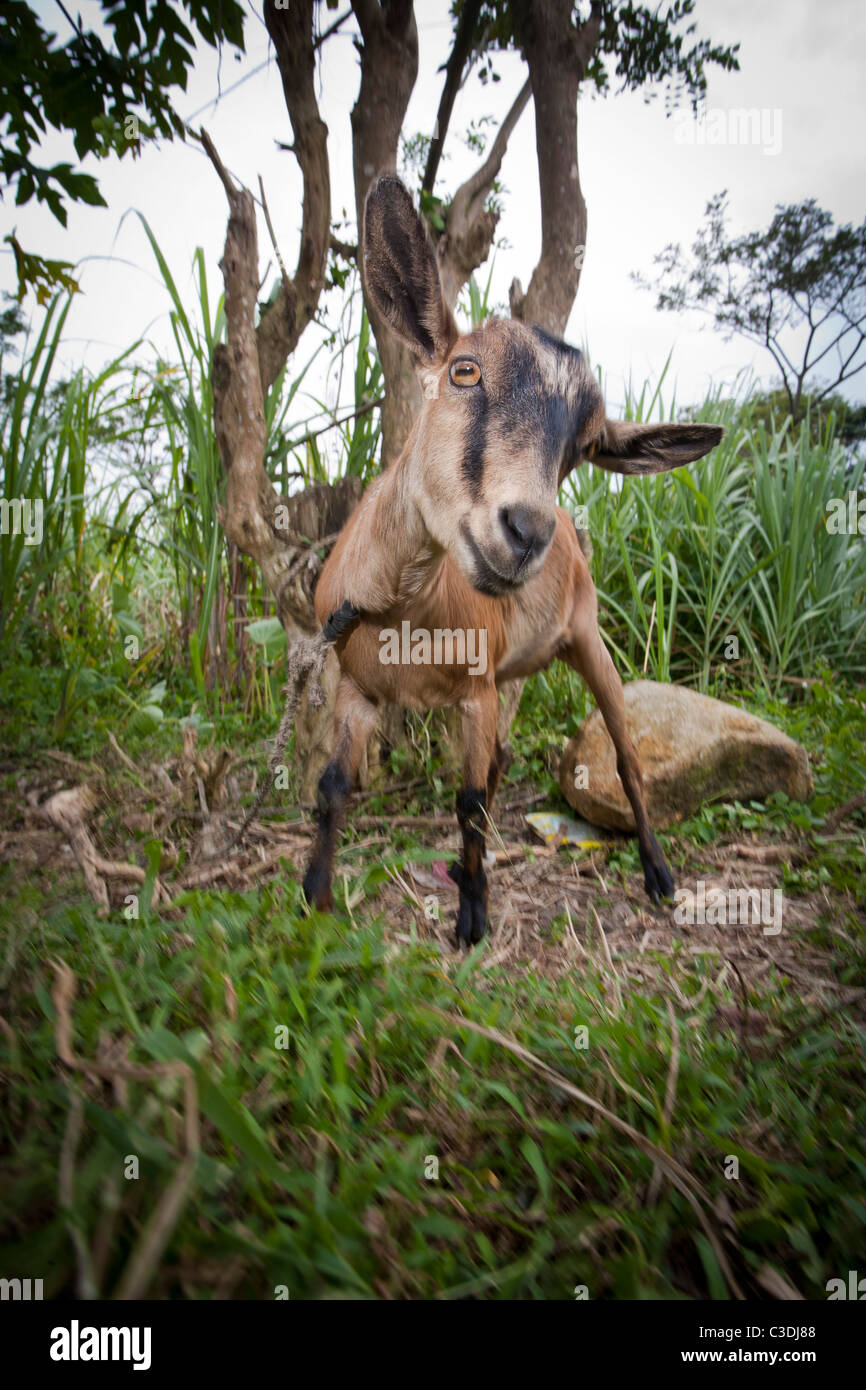 A young goat tied to a tree. Asia Stock Photo - Alamy
