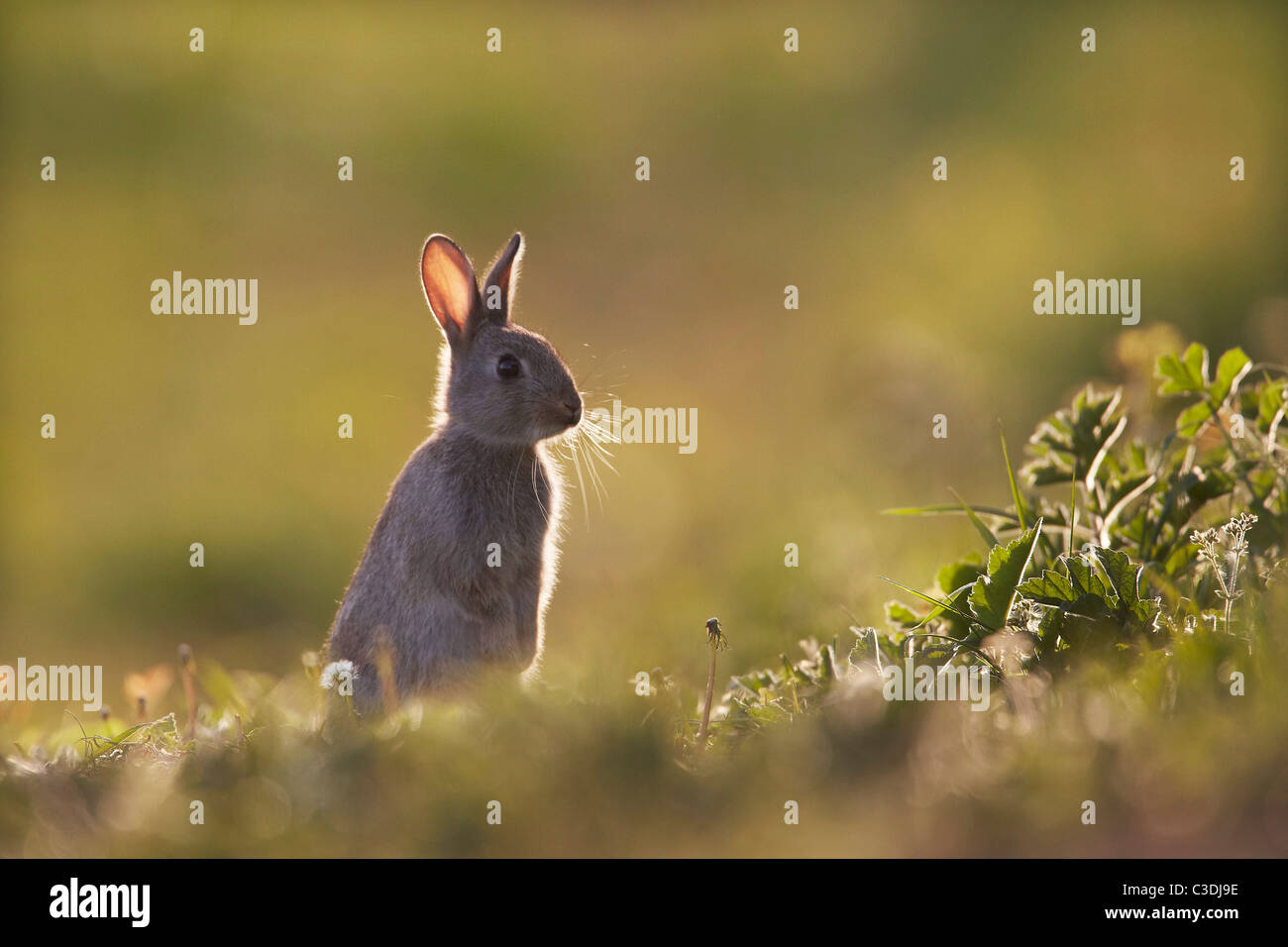 Rabbit on back legs hi-res stock photography and images - Alamy