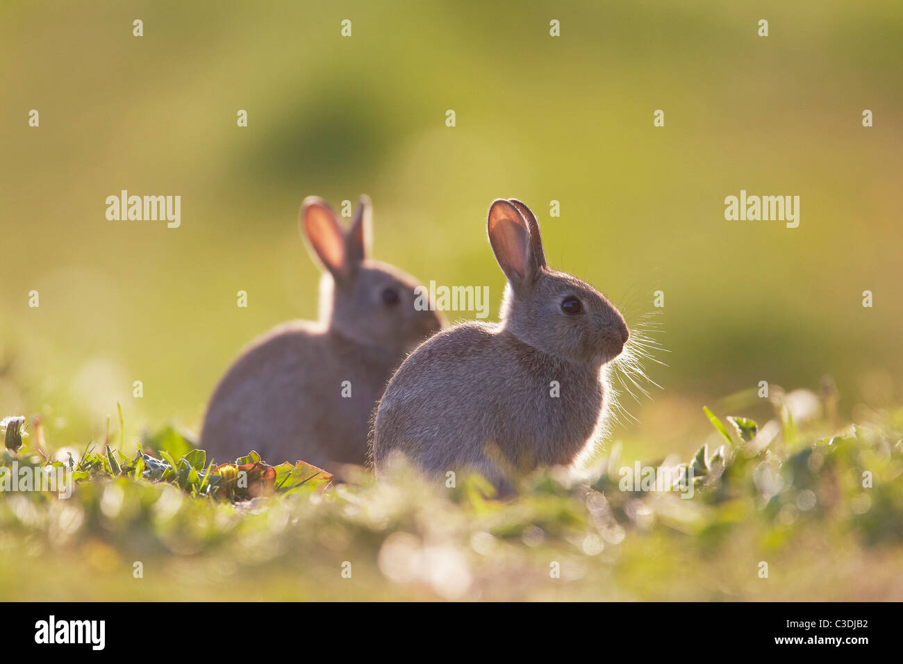 Rabbits uk hi-res stock photography and images - Alamy