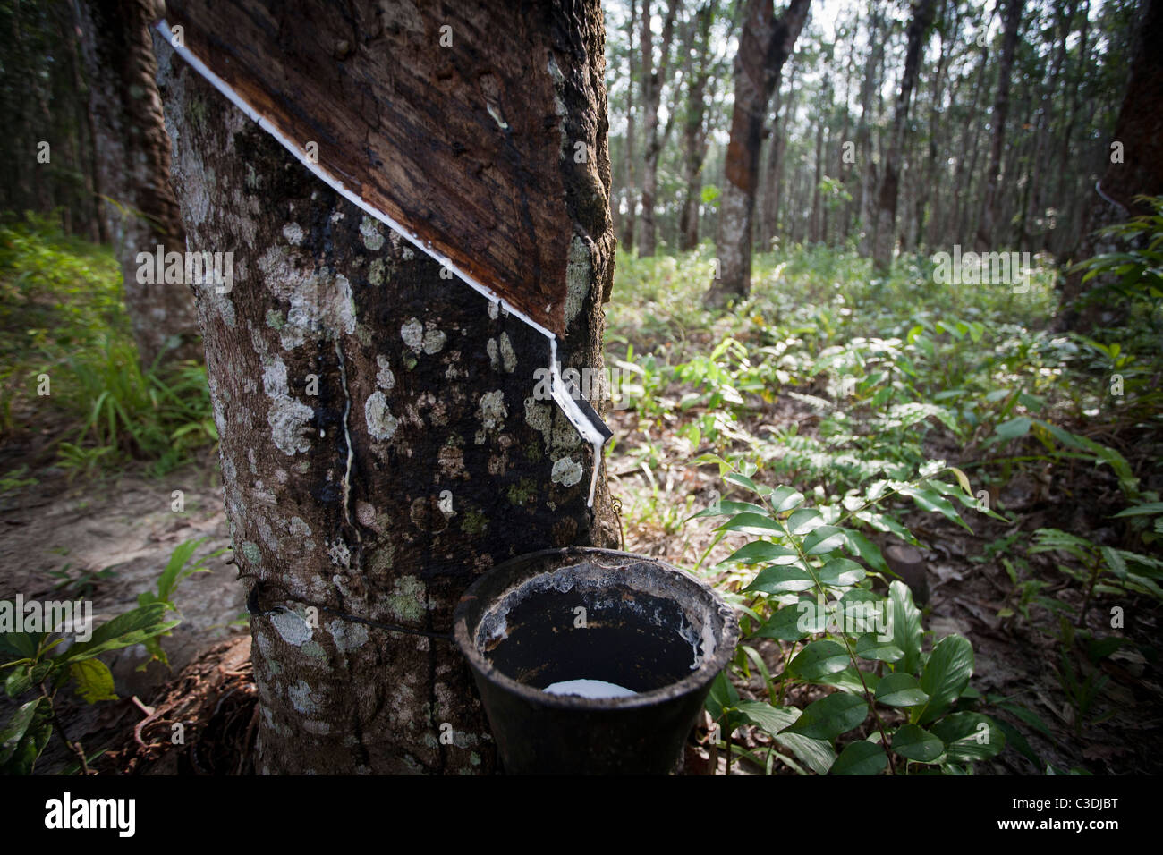 Collecting or tapping rubber from trees, Pulau Perhentian Malaysia ...