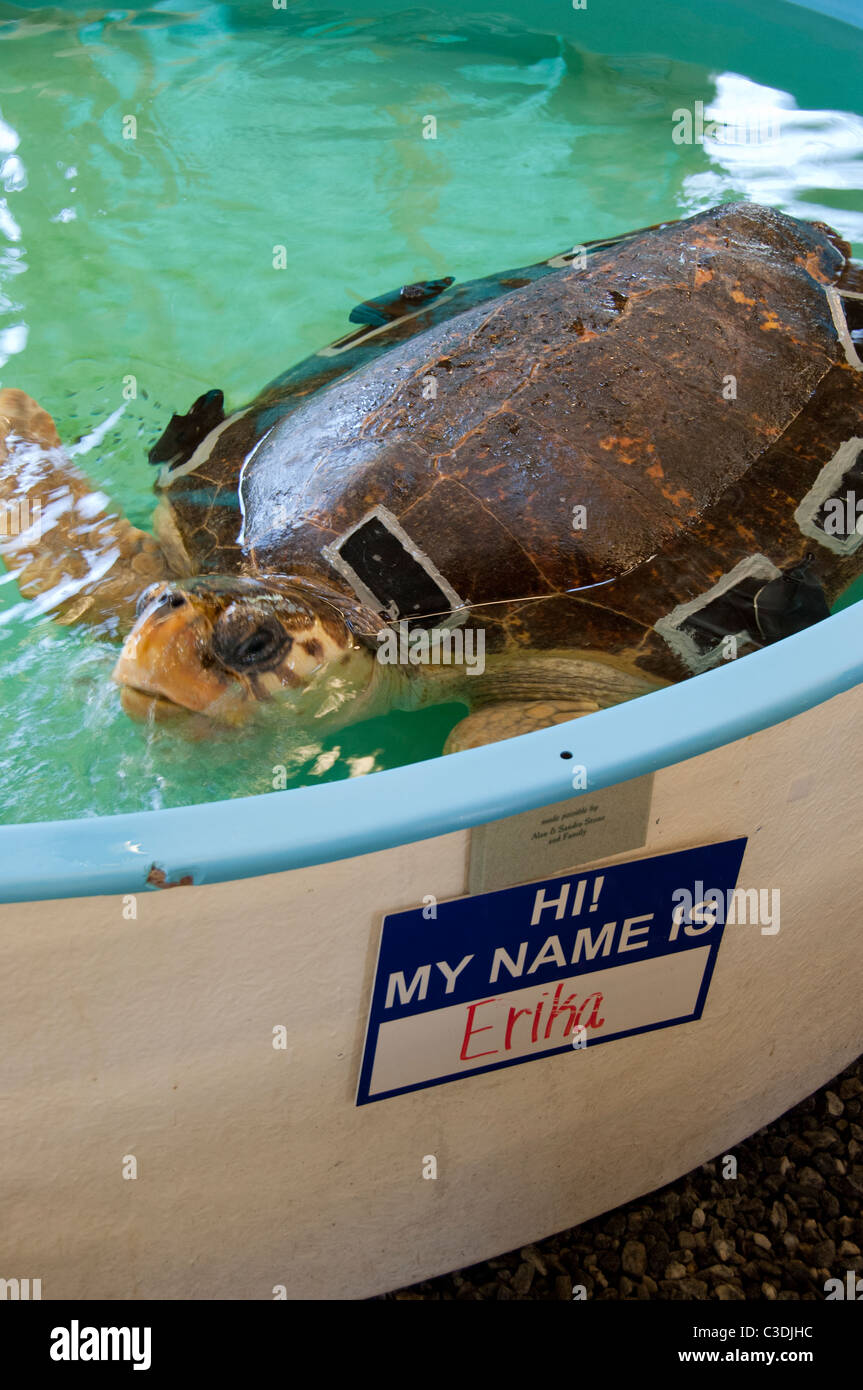 Georgia, Jekyll Island. Georgia Sea Turtle Center, turtle hospital ...