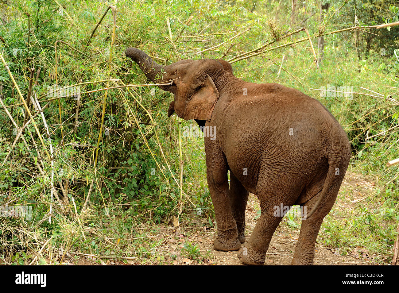 Elephant enjoying the freedom and natural habitat of Elephant Valley ...