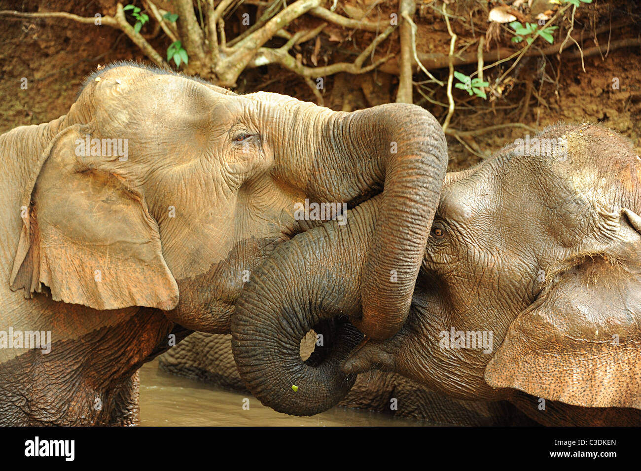 Elephants enjoying the freedom and natural habitat of Elephant Valley ...