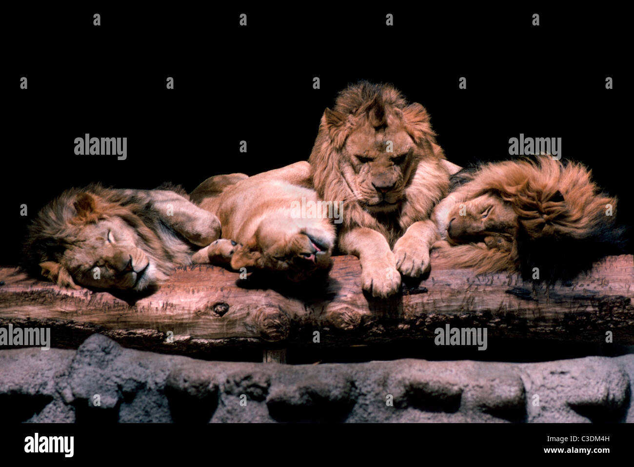 Four lazy African lions enjoy a sleepy afternoon together in the ...