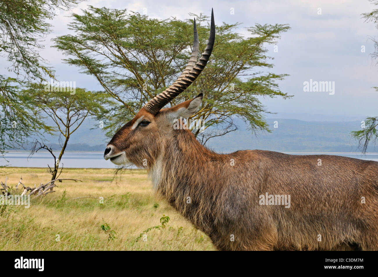 Waterbuck (Kobus ellipsiprymnus) male in Lake Nakuru landscape, Kenya ...