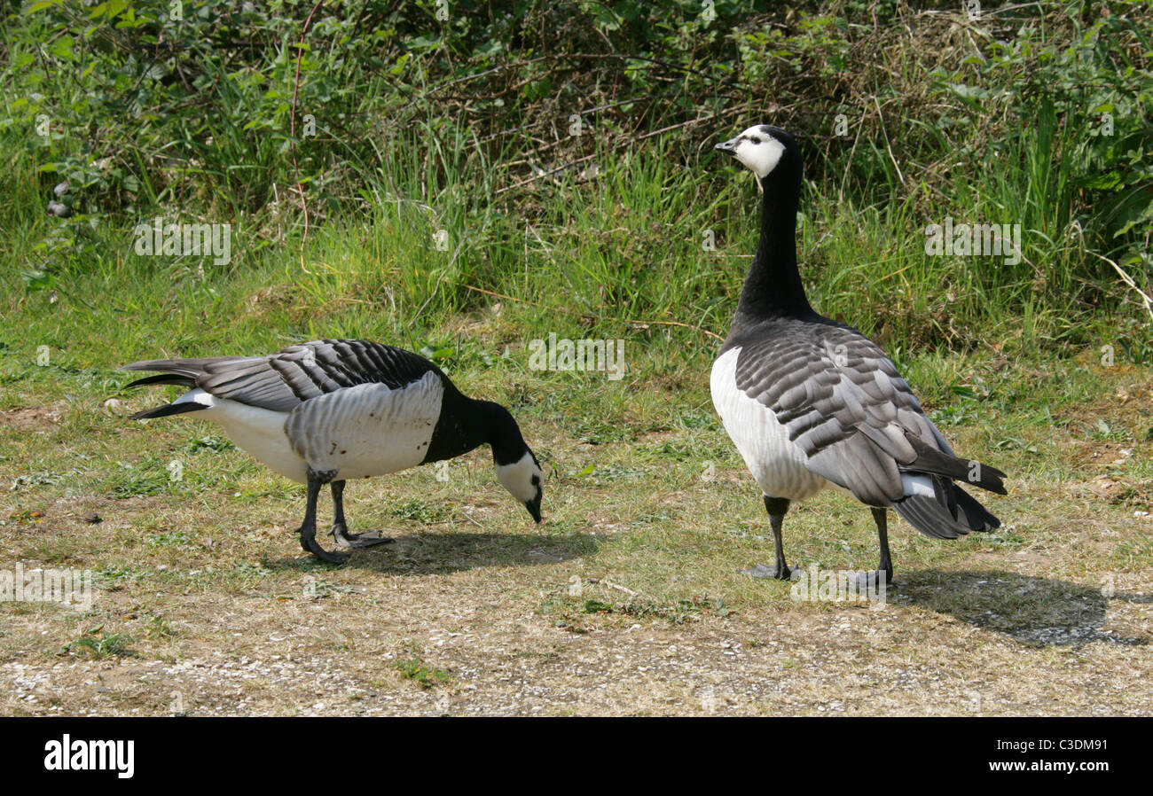 Male And Female Geese High Resolution Stock Photography and Images - Alamy