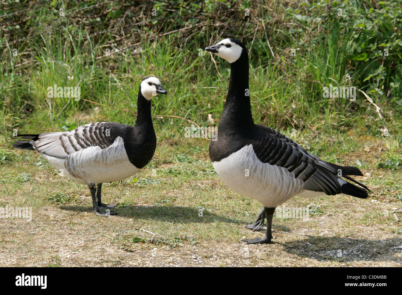 Barnacle Geese, Branta leucopsis, Anatidae. Male and Female Pair Stock ...