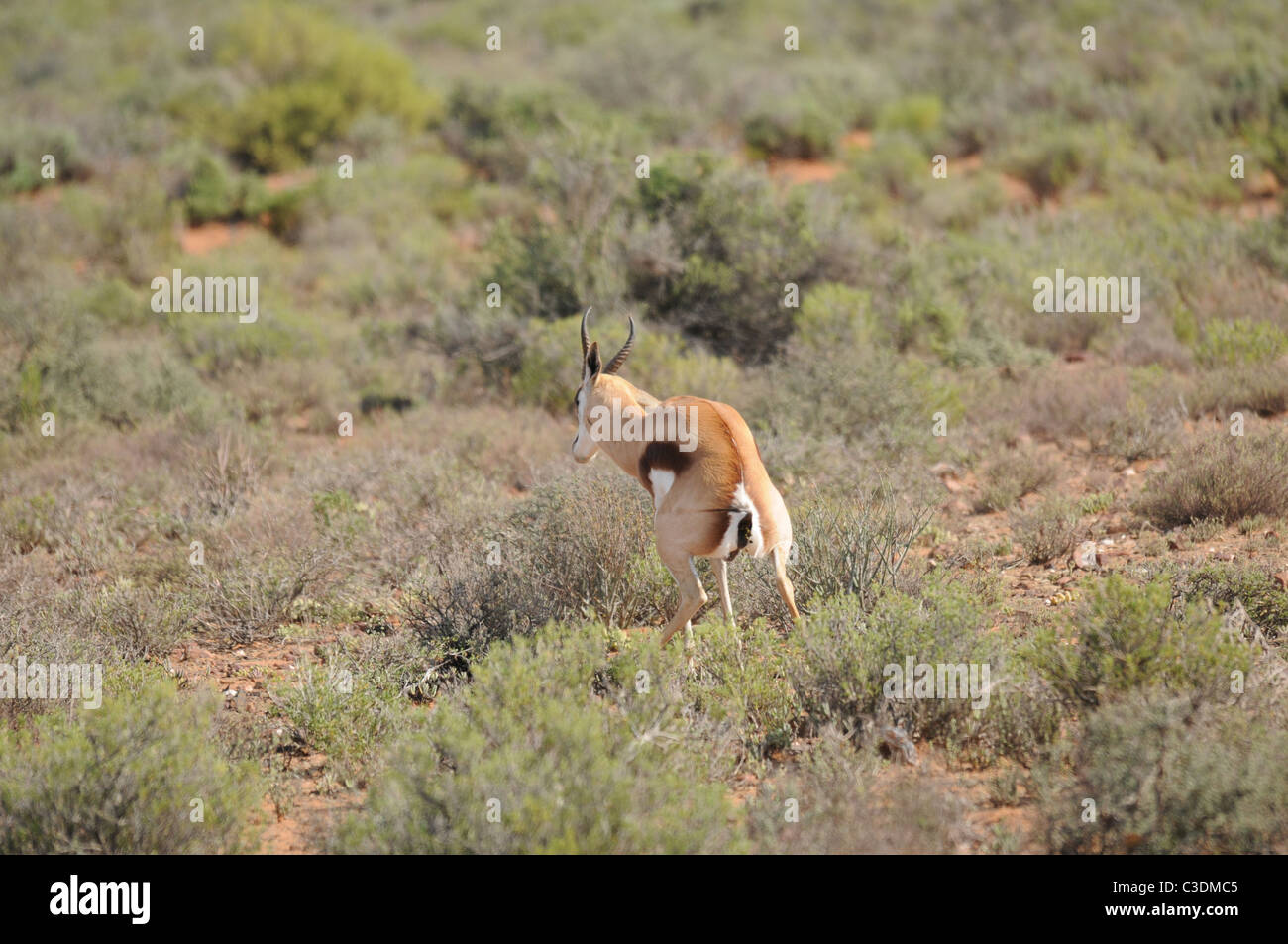 Springbok, former national symbol of South Africa, antelope, wildlife ...