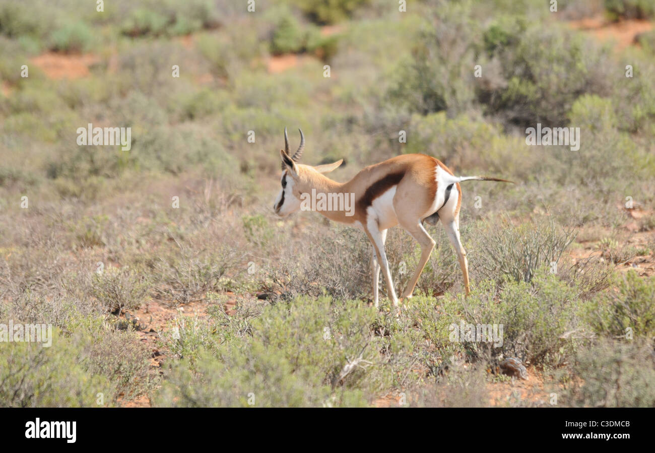 Springbok, former national symbol of South Africa, antelope, wildlife ...