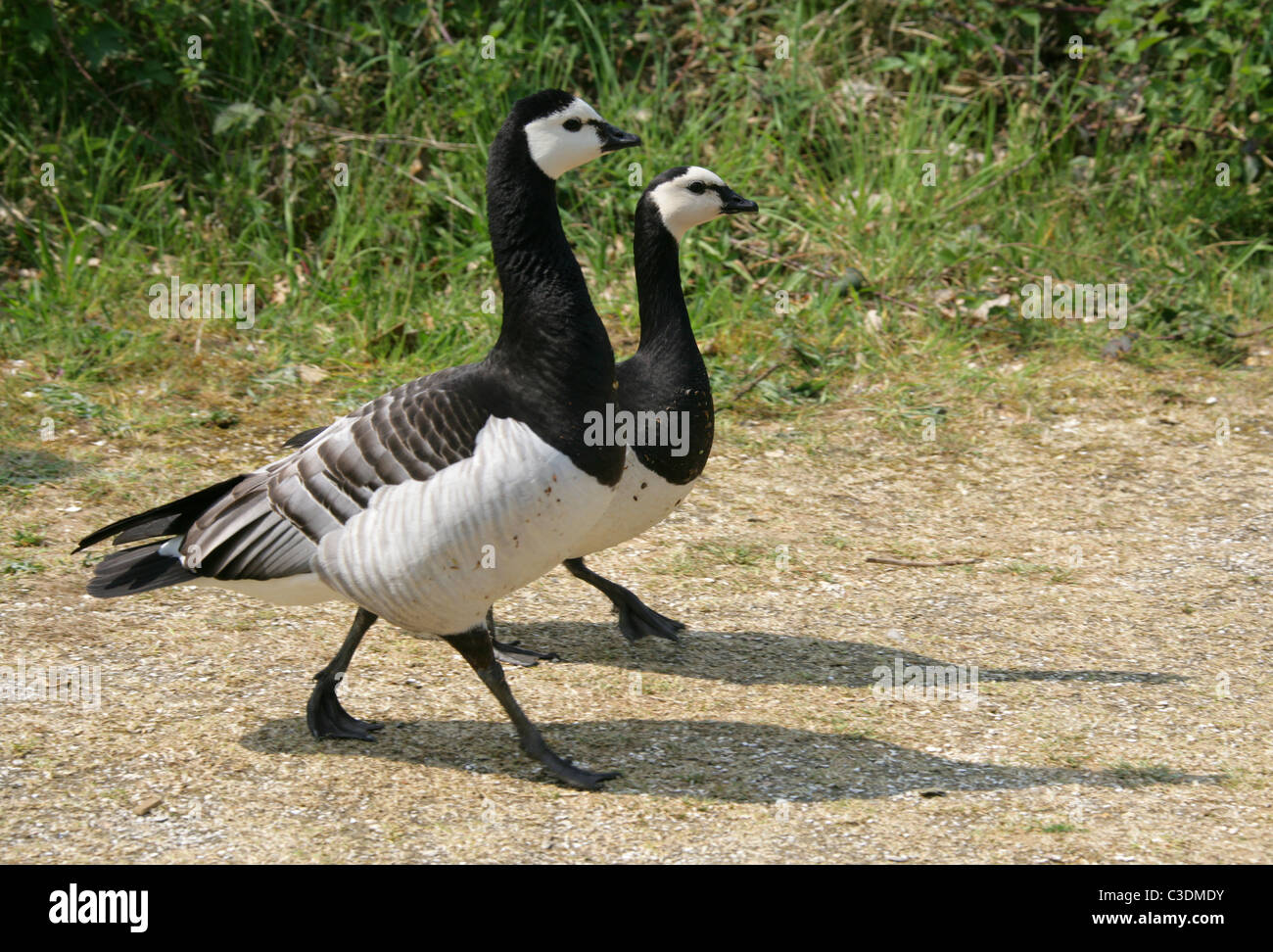 Barnacle Geese, Branta leucopsis, Anatidae. Male and Female Pair Stock ...