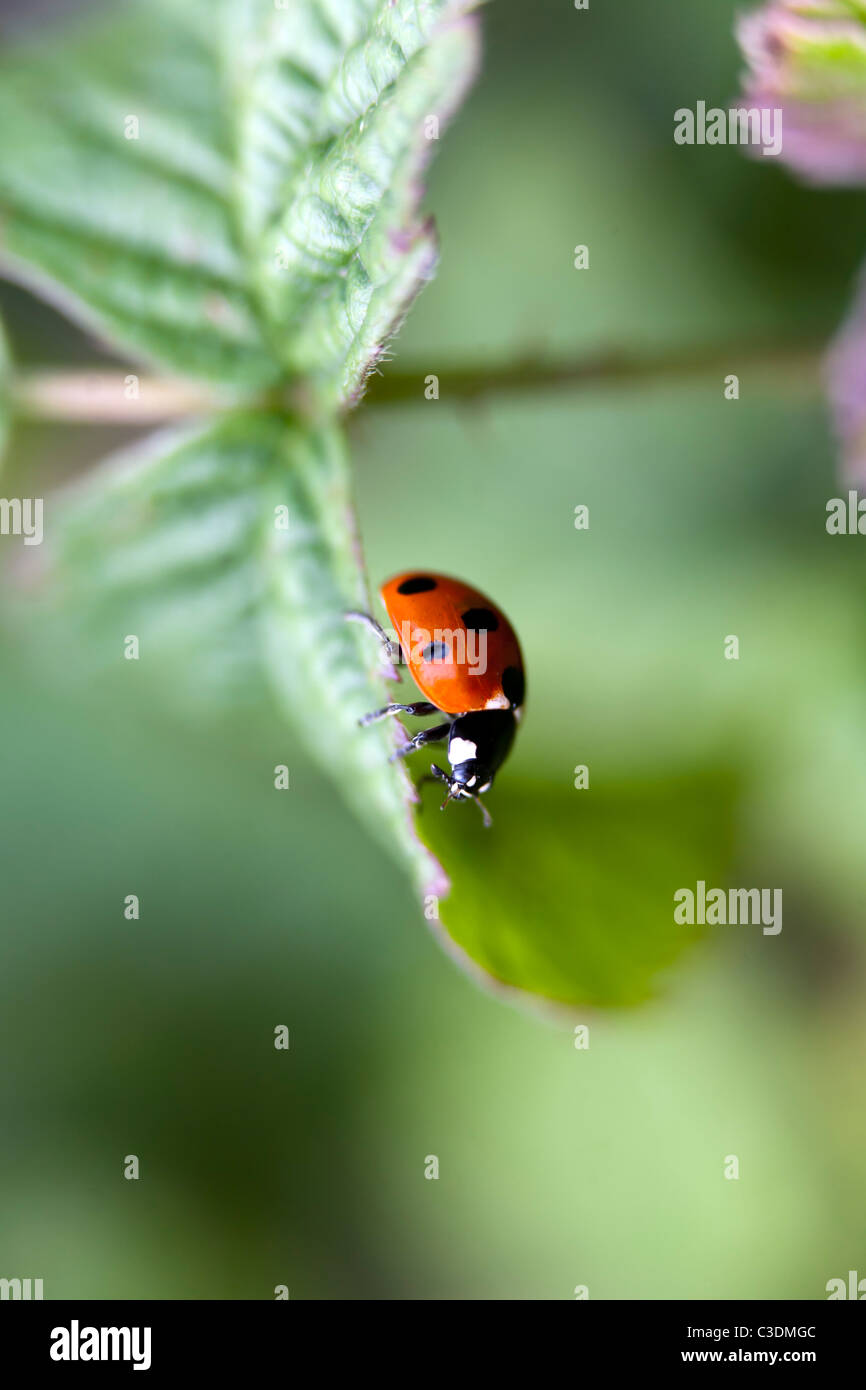 ladybird on a leaf Stock Photo - Alamy