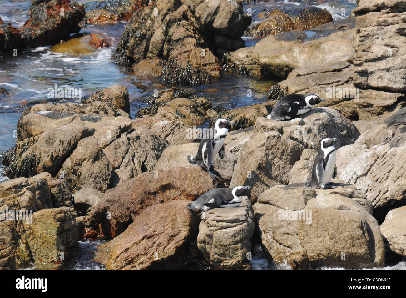 a colony of African penguins, penguins, nature, seascape Stock Photo ...